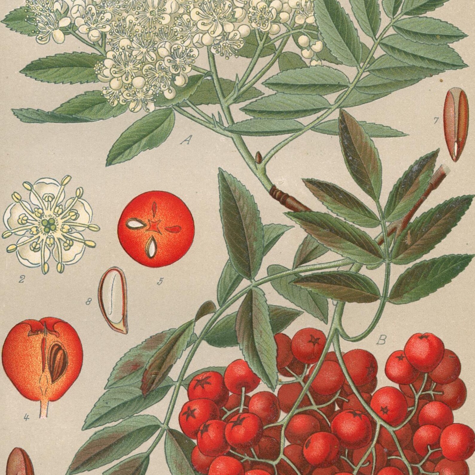 Rowan (mountain Ash) – Antique Lithograph From 1894 | Botanical Original Print - Etsy