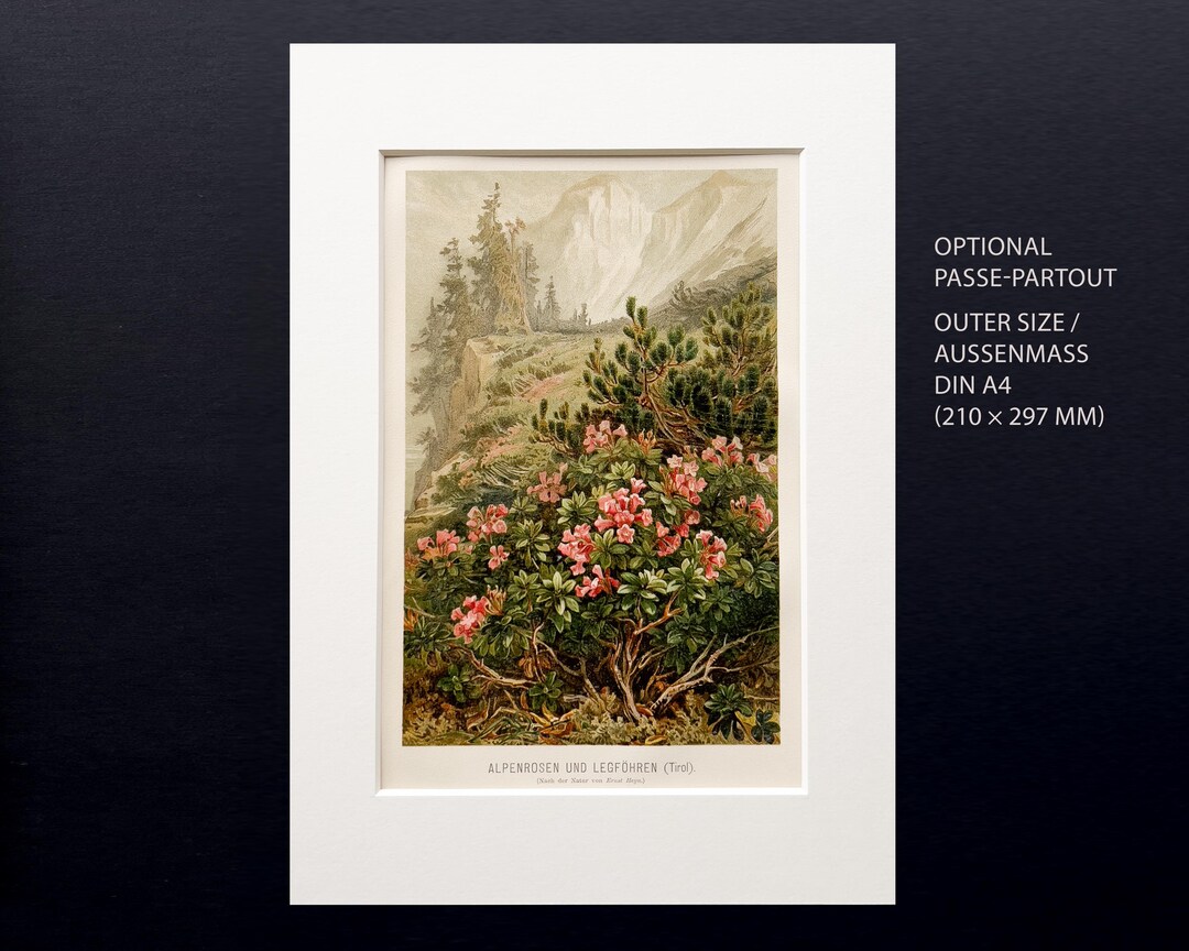 1888 Alpine Roses and Mountain Pines (tyrol) | Antique Chromolithograph ...