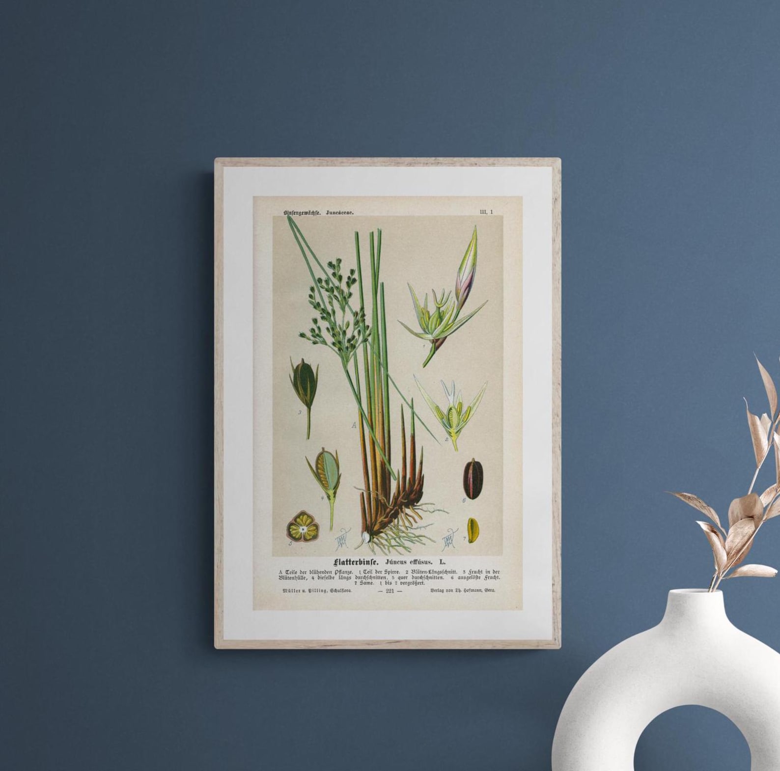Soft Rush – Antique Lithograph From 1894 | Botanical Original Print - Etsy