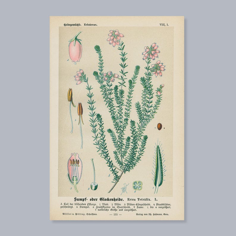 Cross-leaved Heath (erica Tetralix) | Antique Lithograph From 1894 ...