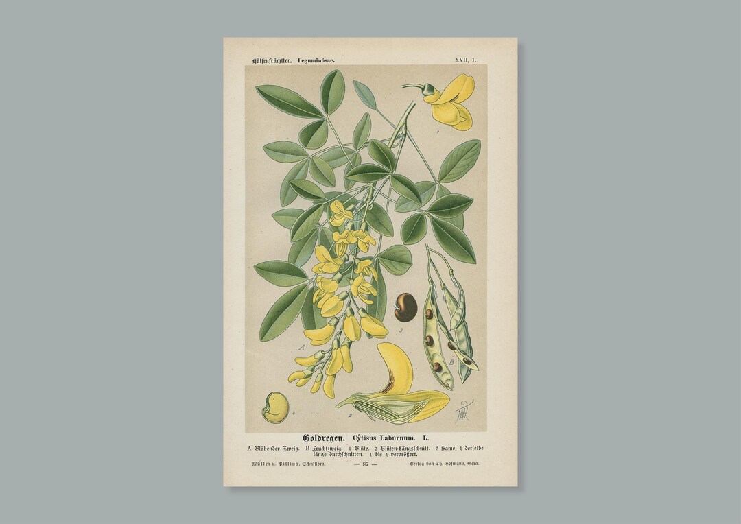 Laburnum (cytisus Laburnum) – Antique Lithograph From 1894 - Etsy