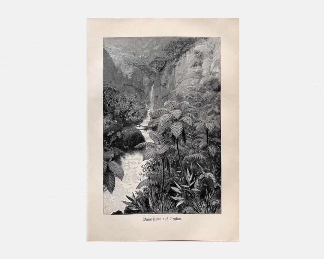 Tree Ferns in Ceylon – Antique Wood Engraving From 1898 | Vintage ...