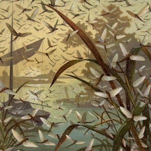 Mayfly | Rare Chromolithograph From 1892 | Vintage Natural History ...