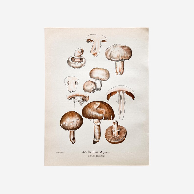Antique Mushroom Lithograph From 1956 | Psalliota Bispora (two-spored ...