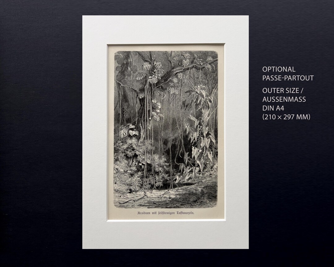 Aroids With Aerial Roots – Antique Wood Engraving From 1898 | Vintage ...