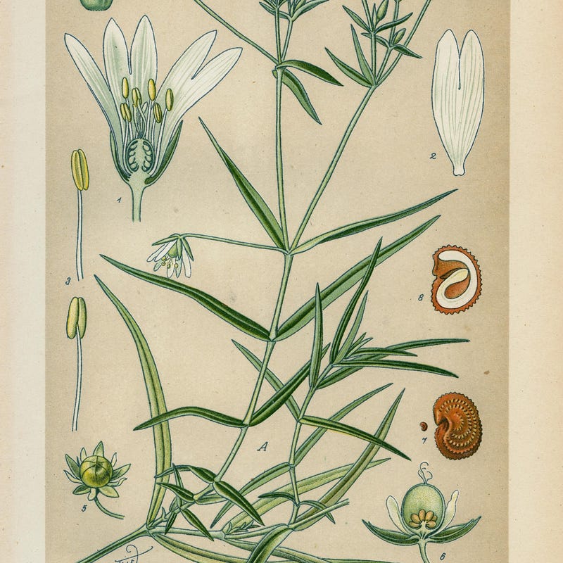 Stellaria - Etsy