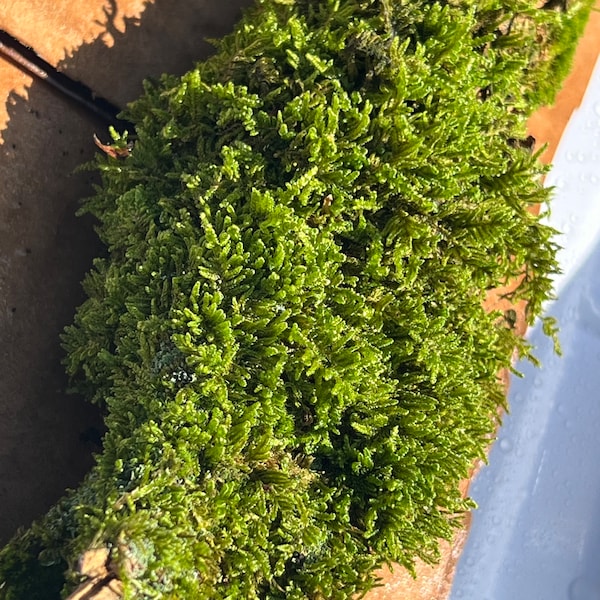 Live Moss - Etsy