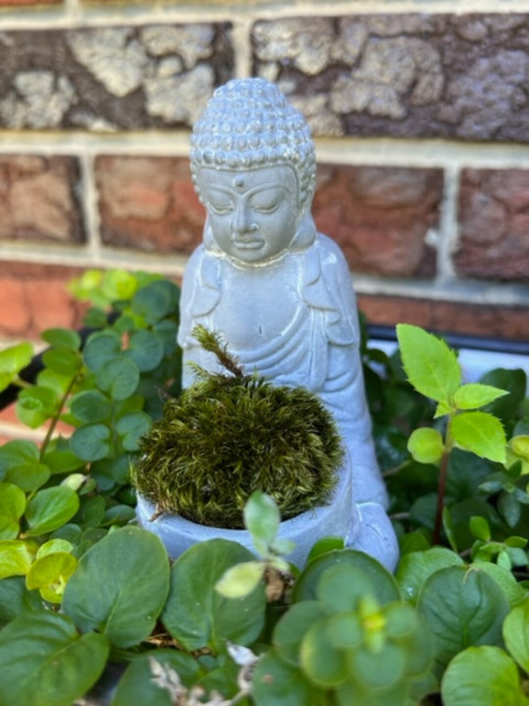 Relax and Reflect: This Zen Buddha With Living Moss is More Than Decor ...