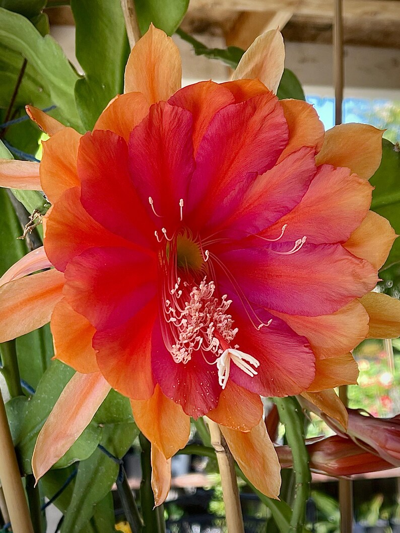 Epiphyllum “ Immortal “ Hybrid (plant Leaves 1 Cutting 7”-9” Length ...
