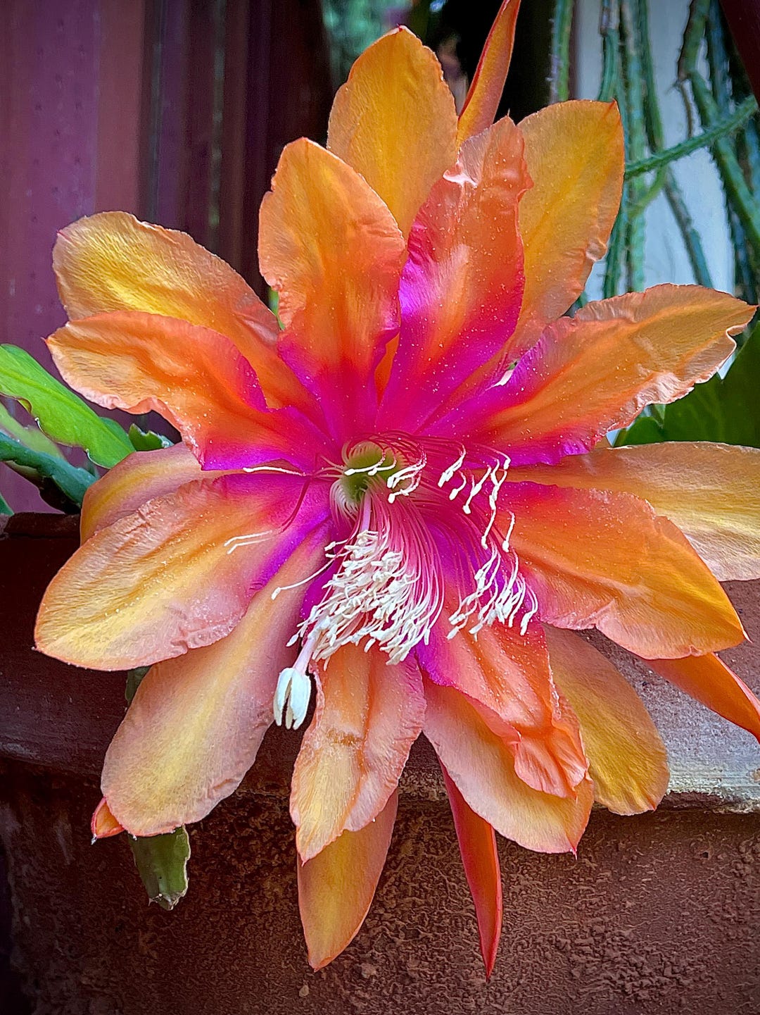 Epiphyllum “spanish Gold “ Hybrid (plant Leaves 1 Cutting 7”-9” Length ...