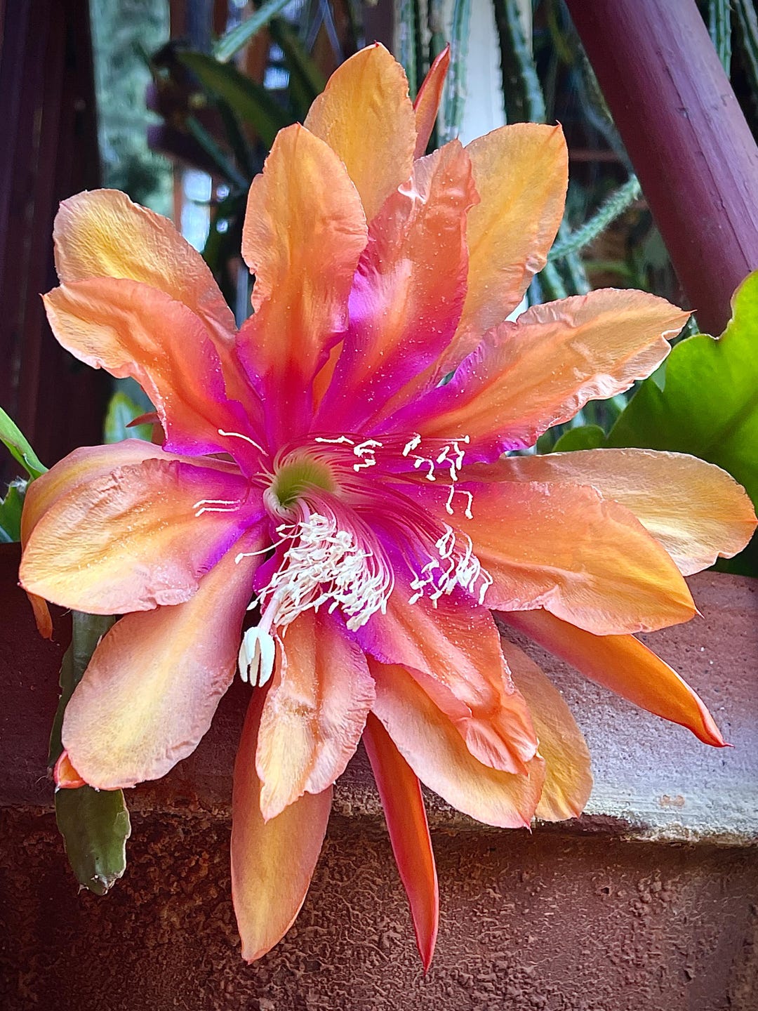 Epiphyllum “ Spanish Gold “ Hybrid ( 8” Hanging Pot ) - Etsy