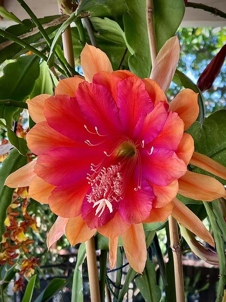 Epiphyllum “ Immortal “ Hybrid (plant Leaves 1 Cutting 7”-9” Length ...