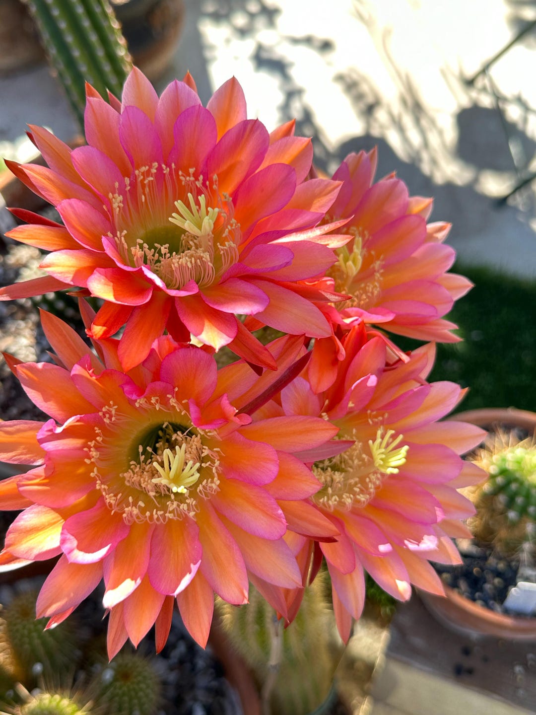 Trichocereus “betty Bloom” Hybrid (well-rooted) - Etsy
