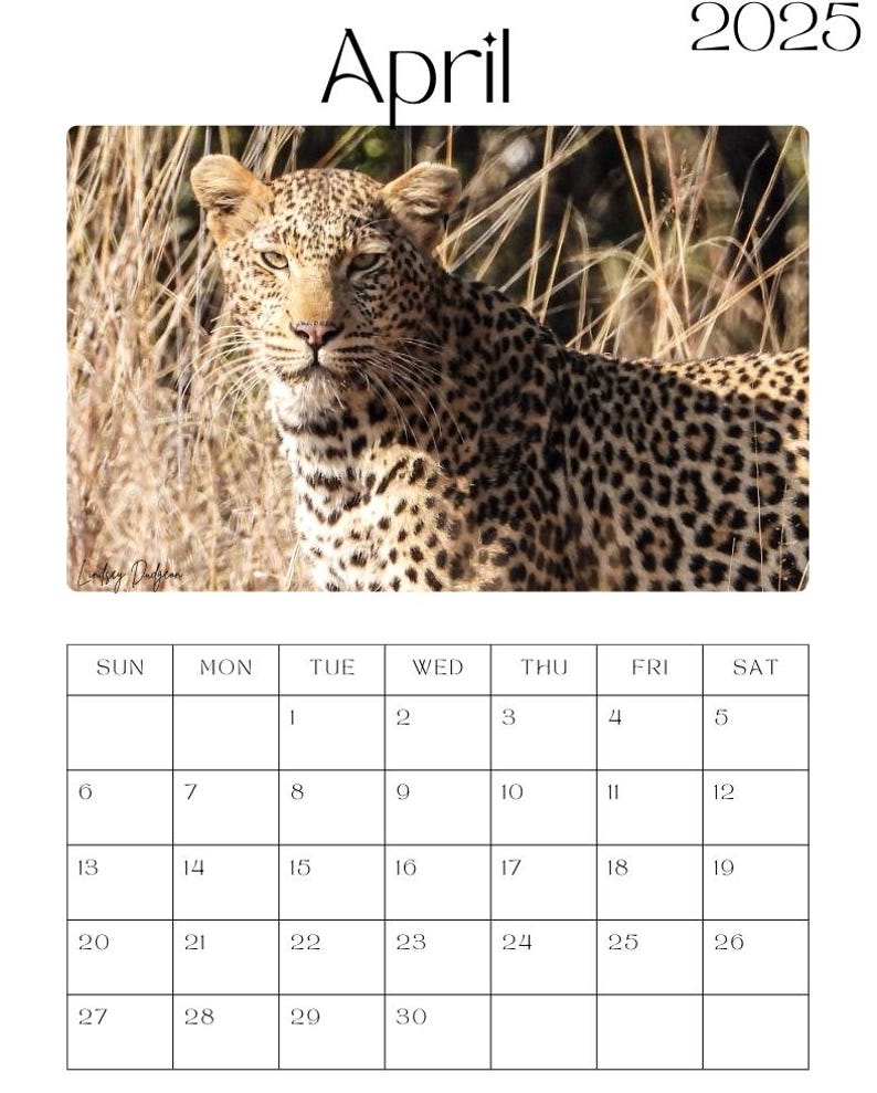 Leopards of Kruger Calendar 2025 - Etsy