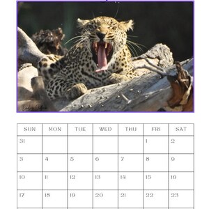 Leopards of Kruger Calendar 2025 - Etsy