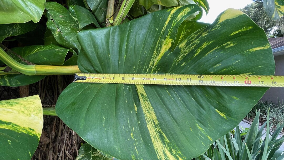 Hawaiian Pothos LARGE LEAF - Etsy