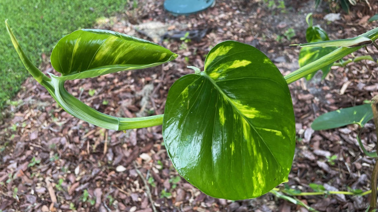 Hawaiian Pothos LARGE LEAF - Etsy