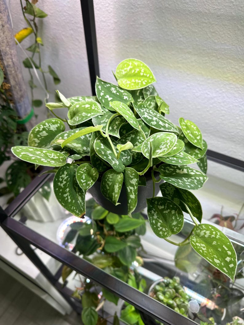 Satin Pothos (scindapsus Pictus 'argyraeus’ )- Starter Plant W/ Self ...
