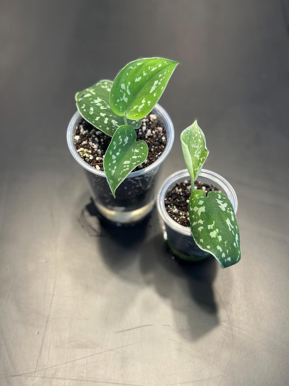Satin Pothos (scindapsus Pictus 'argyraeus’ )- Starter Plant W/ Self ...