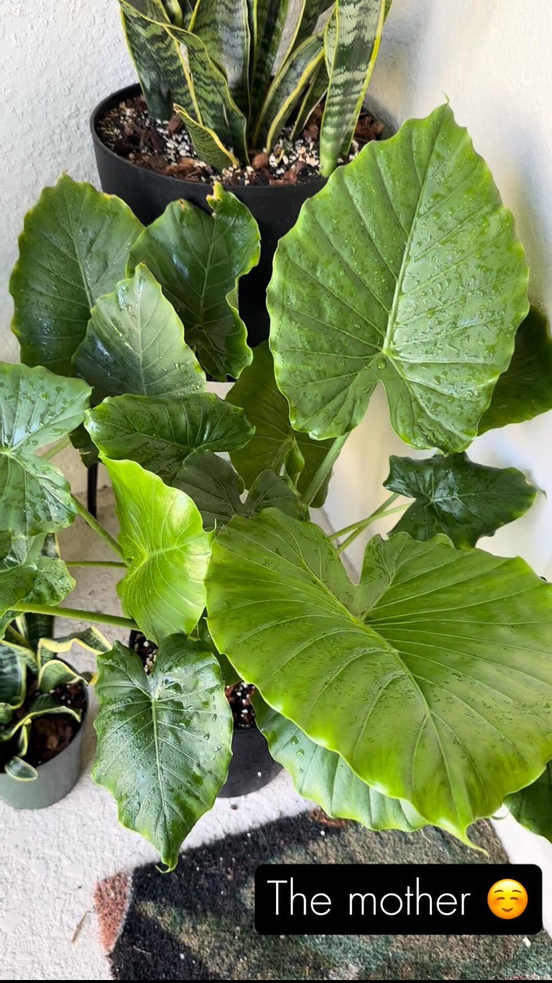Alocasia Dwarf Elephant’s Ear (alocasia California)- Starter Plant - Etsy