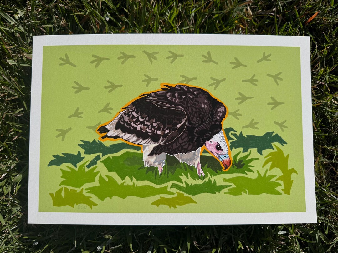 White-headed Vulture Giclee Print | Bird Lover Gift | Vulture Lover ...