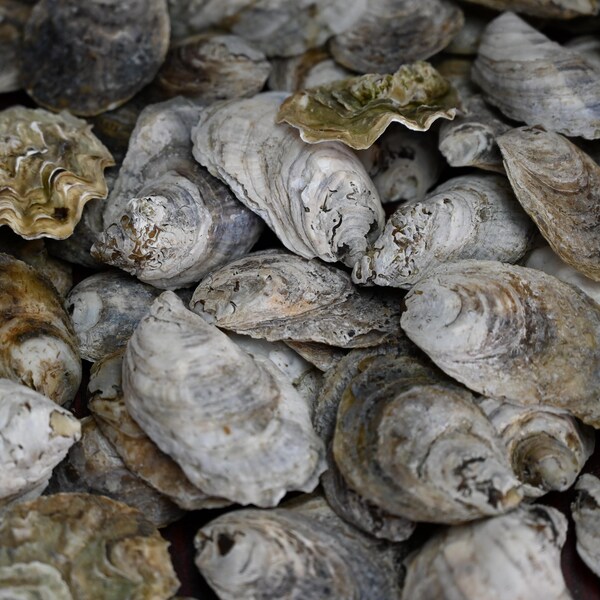Shells for Sale - Etsy