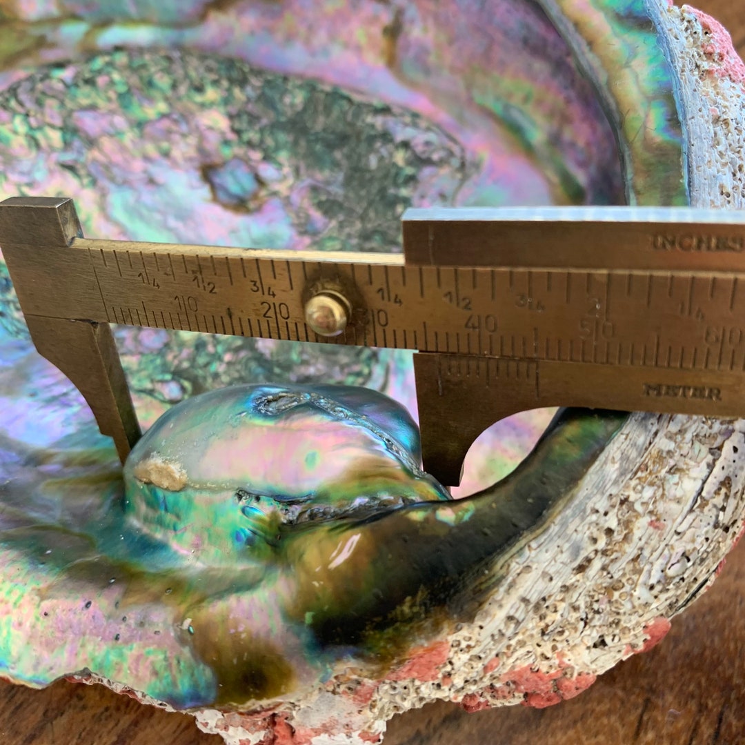 Rare Abalone Pearl on Shell, Rainbow Iridescent Home Decor - Etsy