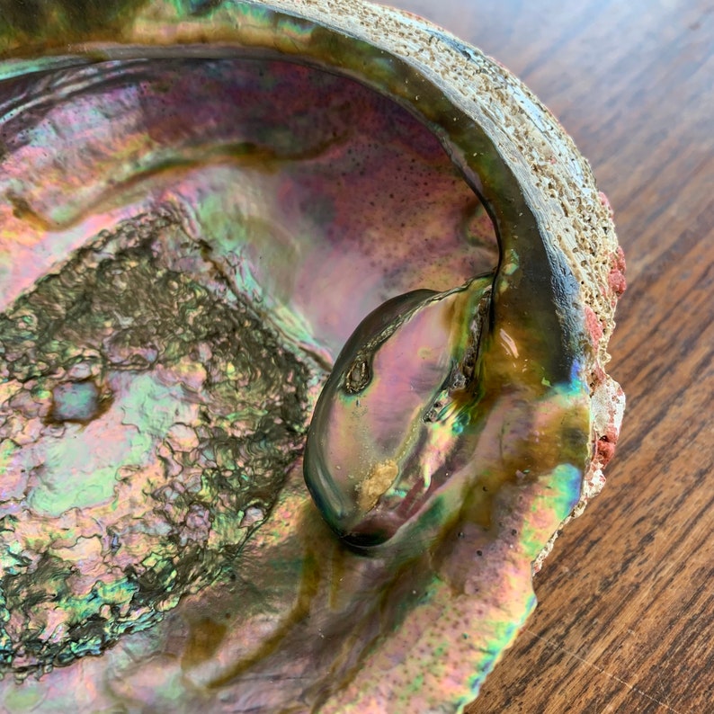 Rare Abalone Pearl on Shell, Rainbow Iridescent Home Decor - Etsy