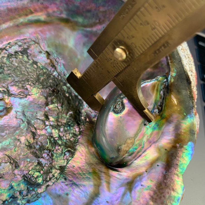 Rare Abalone Pearl on Shell, Rainbow Iridescent Home Decor - Etsy
