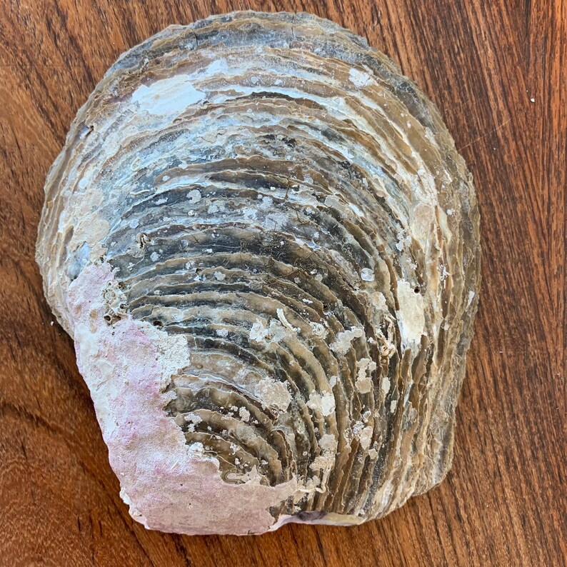 Natural Pearl on Shell Harmony, Home Décor, Home & Living, Ornaments ...