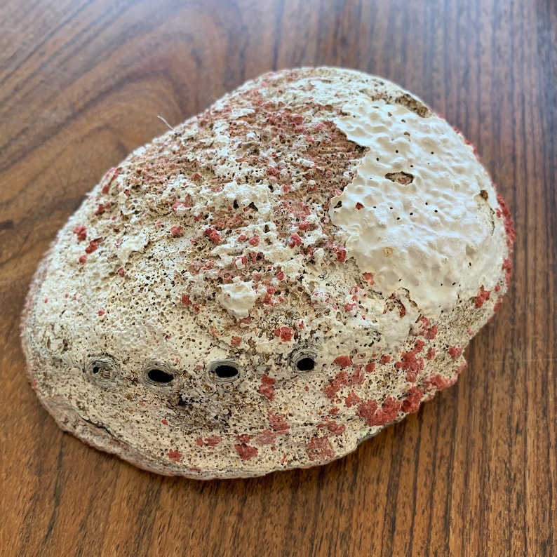 Rare Abalone Pearl on Shell, Rainbow Iridescent Home Decor - Etsy