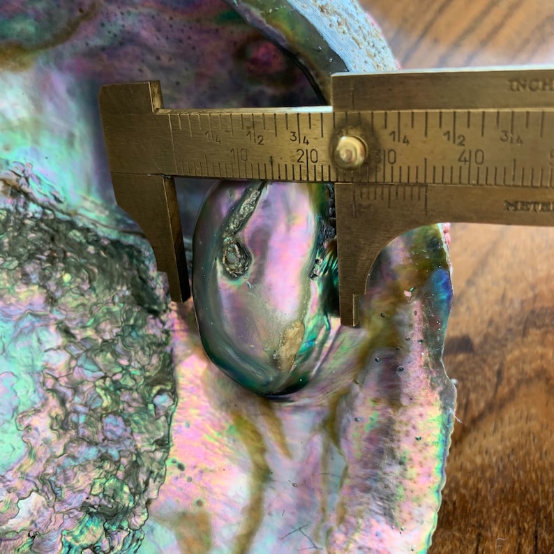 Rare Abalone Pearl on Shell, Rainbow Iridescent Home Decor - Etsy