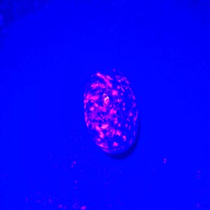 Yooperlite and FREE Uv Flashlight ,500 Carats of Uv Reactive Natural ...