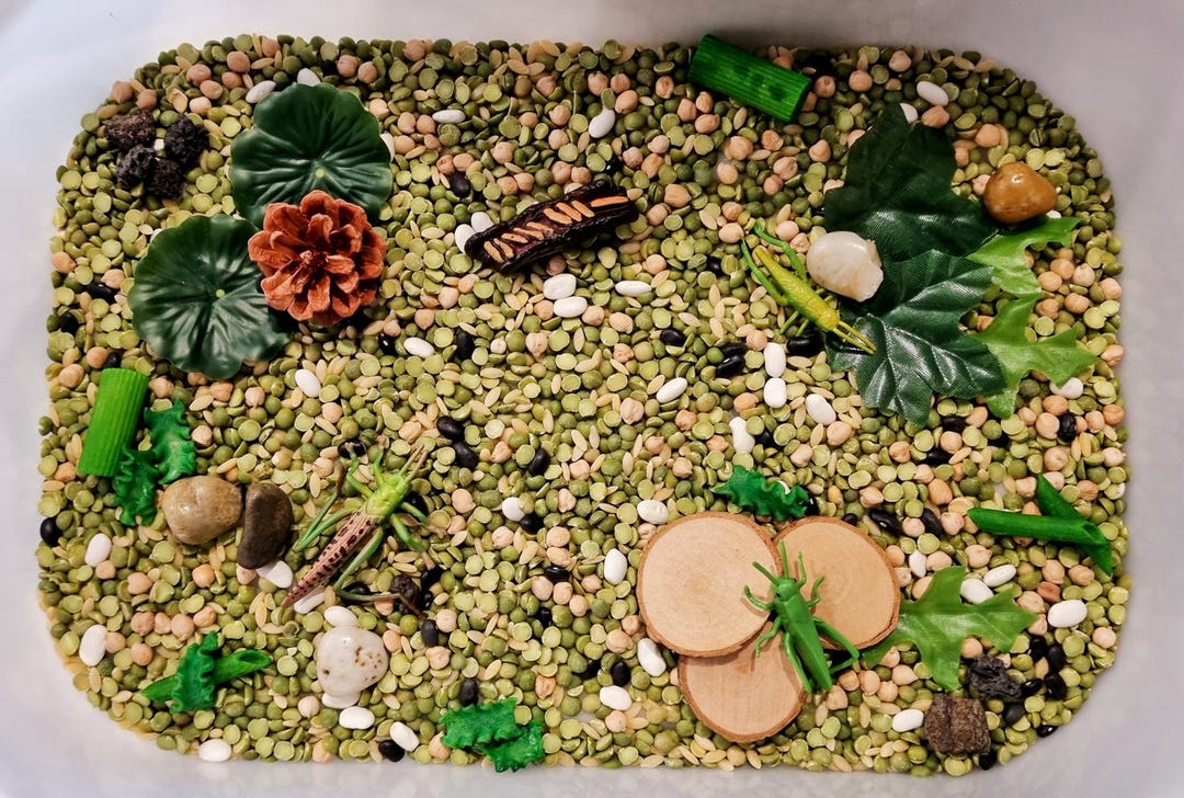 Grasshopper Life Cycle Sensory Kit - Etsy