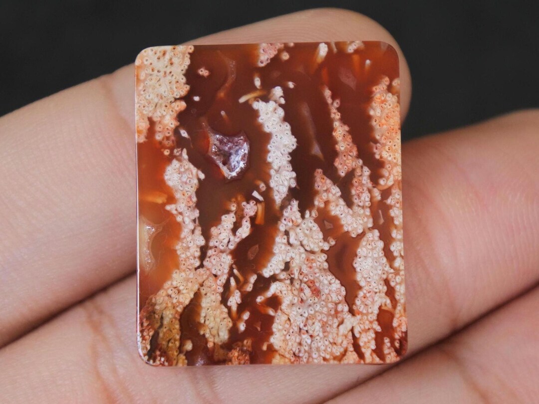Translucent Fossilized Palm Tree Cabochon: Indo Palm Stone Pendant - Etsy