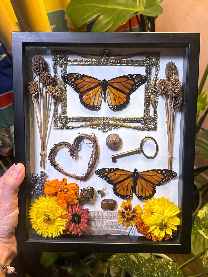 Monarch Trinket Shadowbox Frame - Etsy