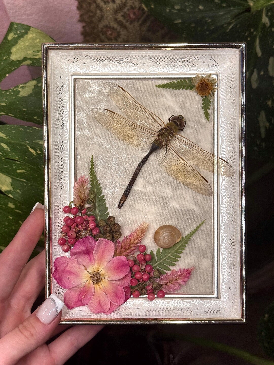 Dragonfly Bug Frame - Etsy