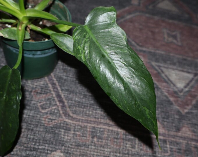 Philodendron Mottled Dragon - Etsy