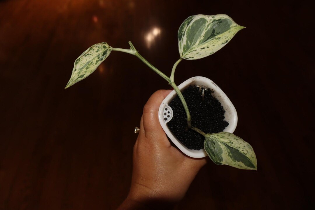 Scindapsus Peasun - Etsy