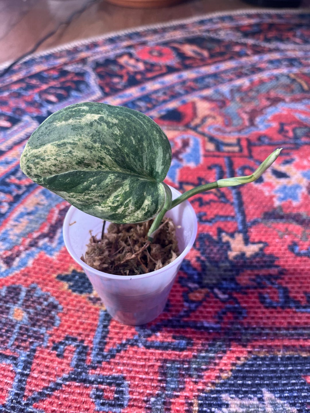 Scindapsus Jade Satin Mint Top Cut - Etsy