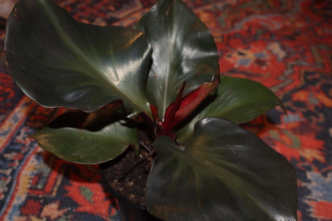 Philodendron Red Heart - Etsy