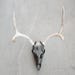 Bronze Metallic Deer Skull With Antlers - Etsy