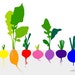 Vegetable Art, Radish Art, Radish Print, Food Art, Food Illustration ...