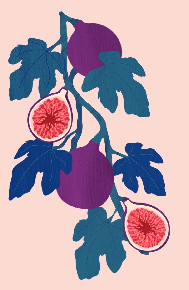 Fig Illustration Digital Download - Etsy