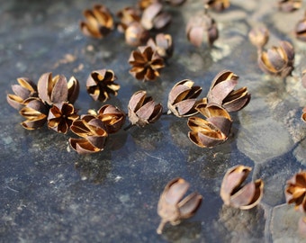 Dried seed pods | Etsy