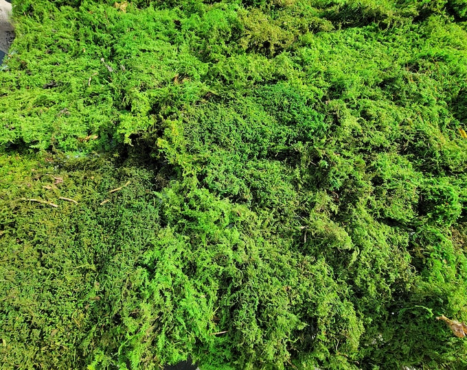Bulk Preserved Sheet Moss 5 Pound Box Moss Runners Moss Mats About 12 ...