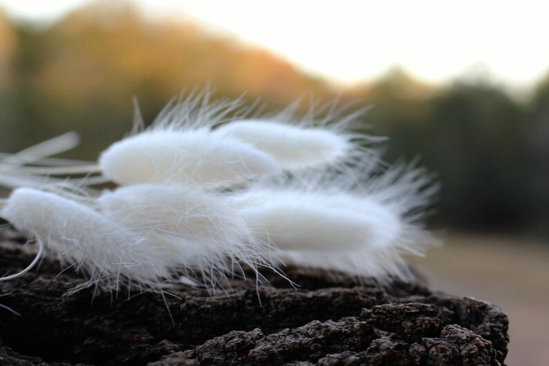 25 Bleached Bunny Tails Or-chocolate Bunny Tails-dried Floral | Etsy