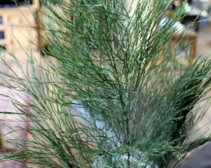 Bulk Tree Fern-100 Stems Preserved - Etsy