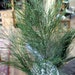 Bulk Tree Fern-100 Stems Preserved - Etsy