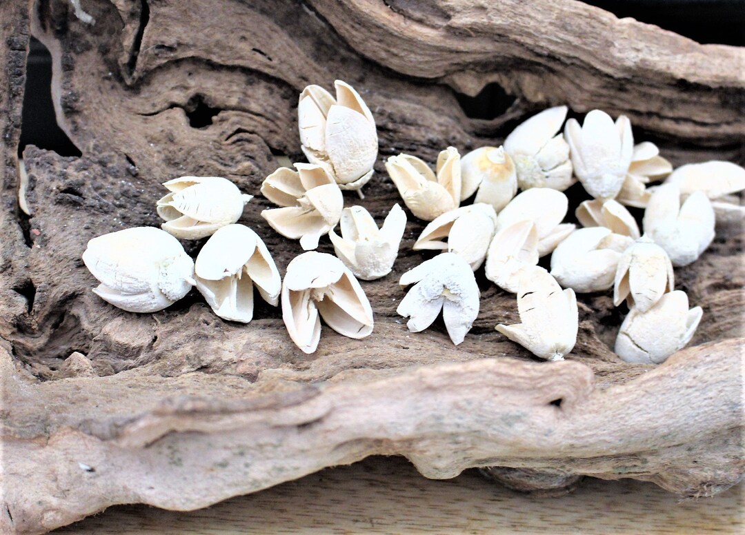 Bleached Bakuli Pods-lagerstroemia Parviflora-tulip Pods- Bag of 25 ...